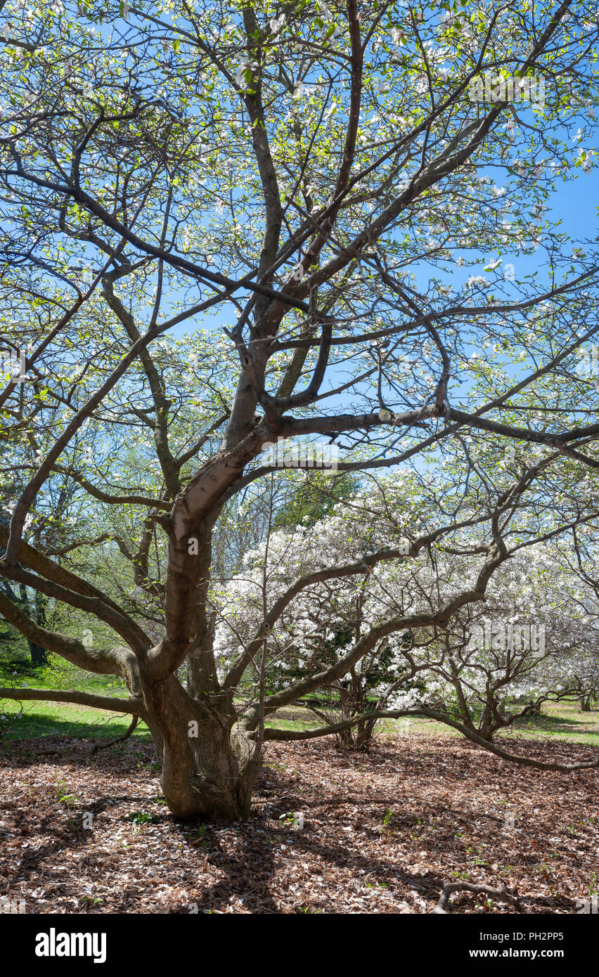 Magnolia trees, Ottawa, Canada Stock Photo - Alamy