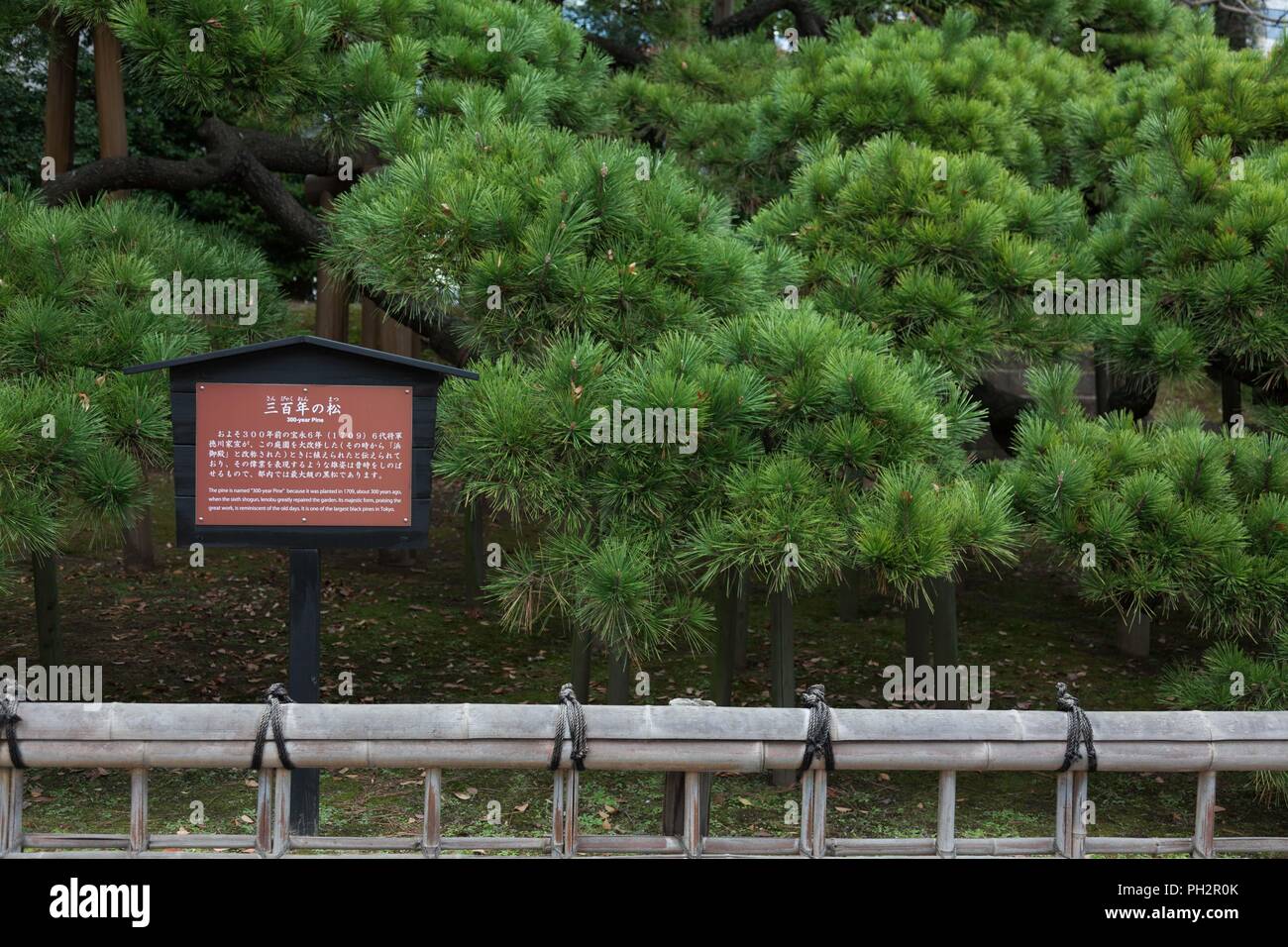 300 years old pine tree named '300-Year Pine' in the Hamarikyu Gardens ...