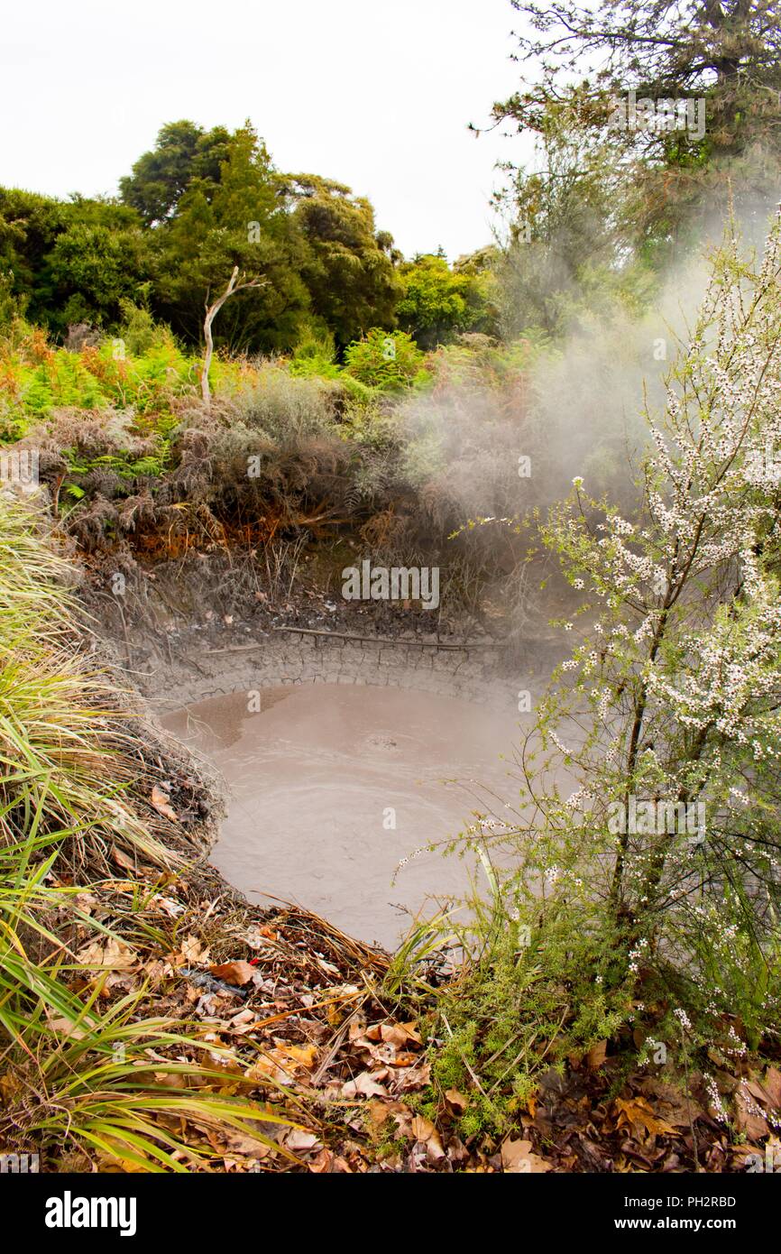 Bubbling geothermal pond or hot spring filled with mud in Kuirau Park ...