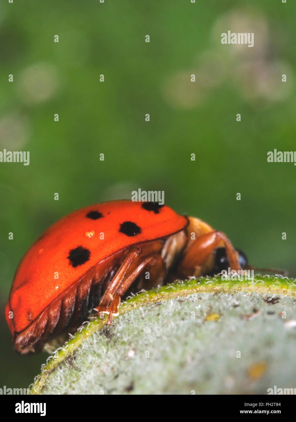 Best Ladybug High Resolution Stock Photography and Images - Alamy