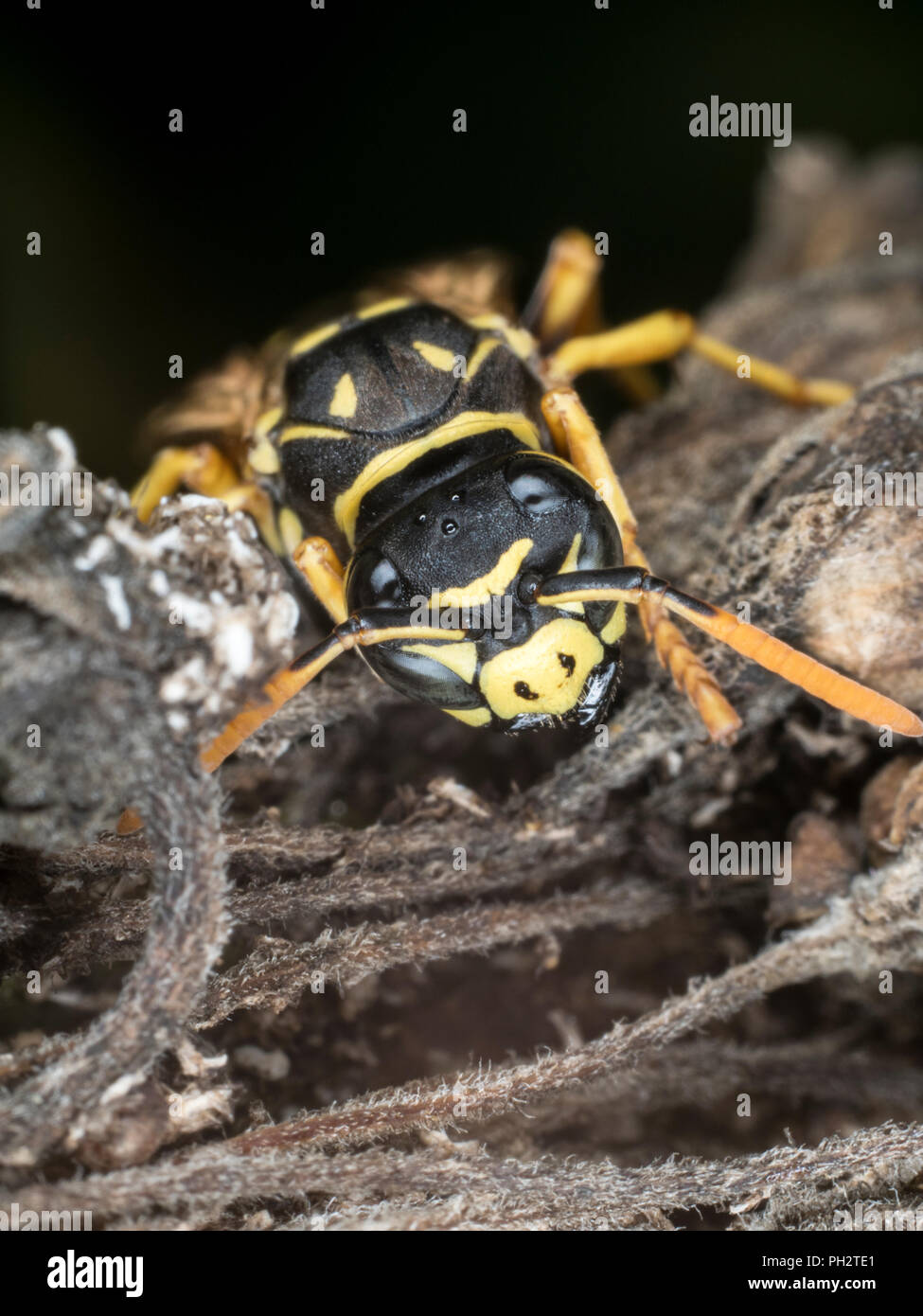 Wasp photos hi-res stock photography and images - Alamy