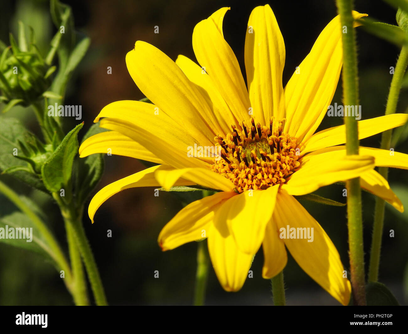 Yellow fresh flower hi-res stock photography and images - Alamy