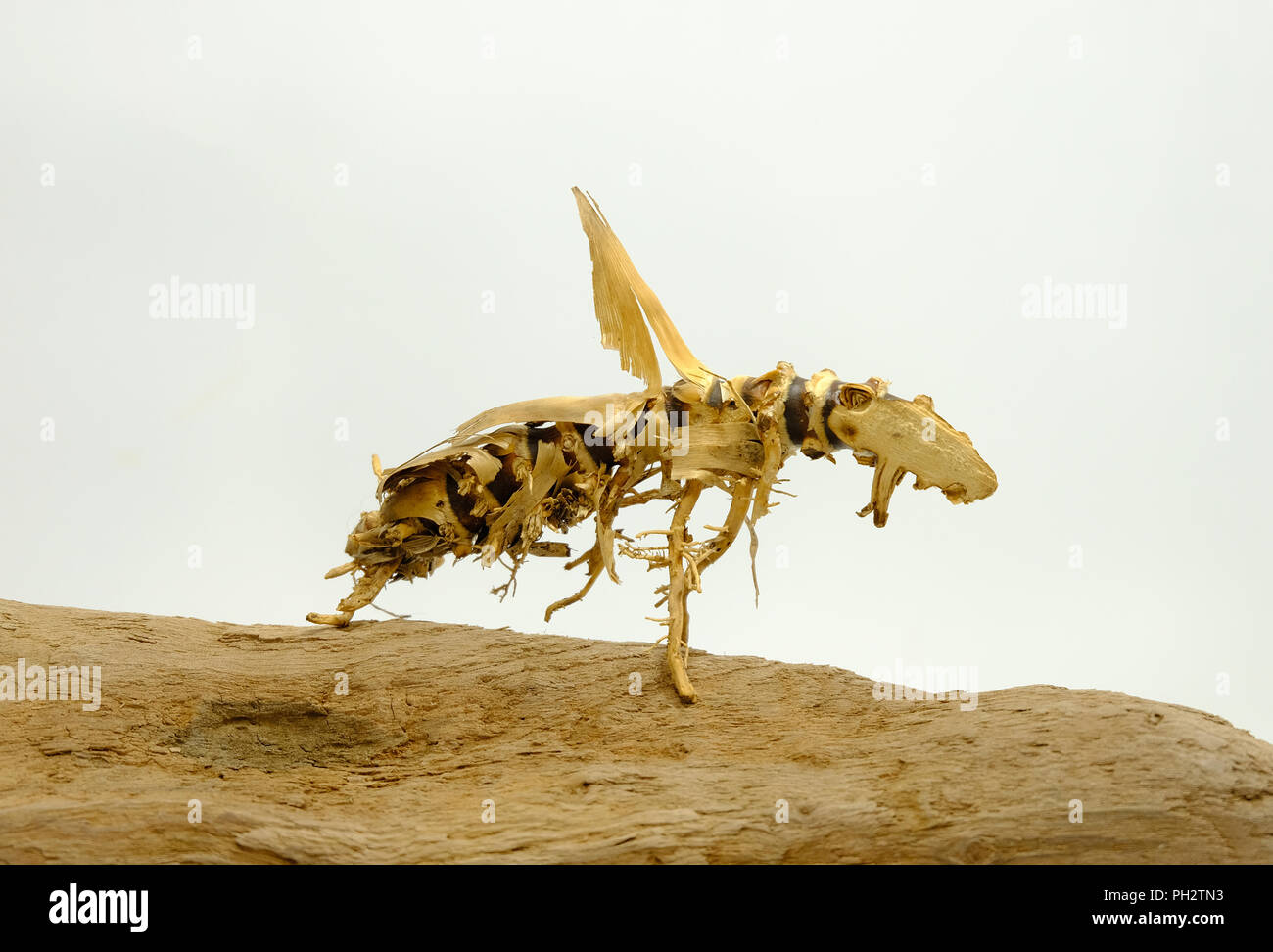 Model insect made from a piece of bamboo and mounted on driftwood Stock ...