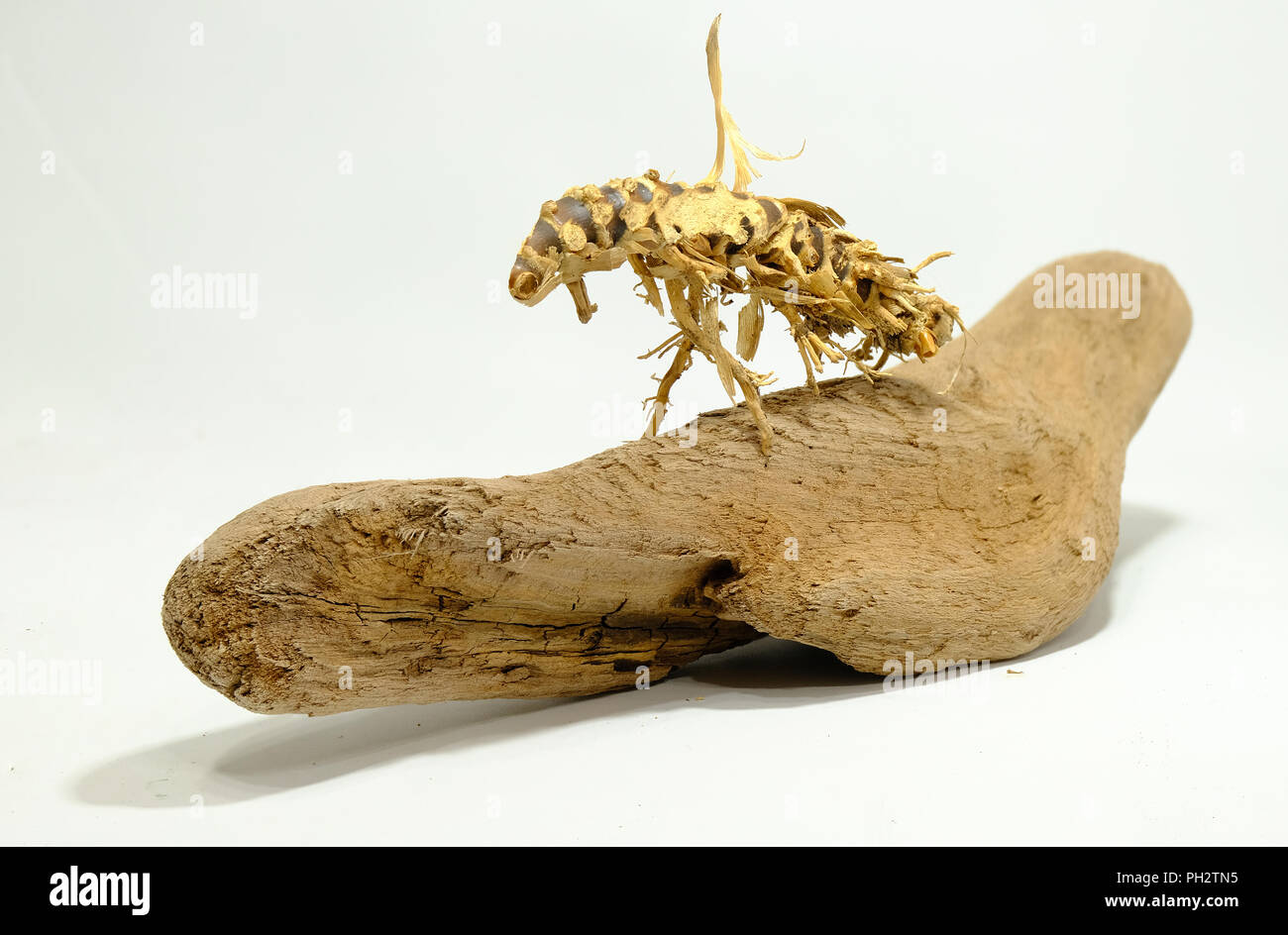 Model insect made from a piece of bamboo and mounted on driftwood Stock ...
