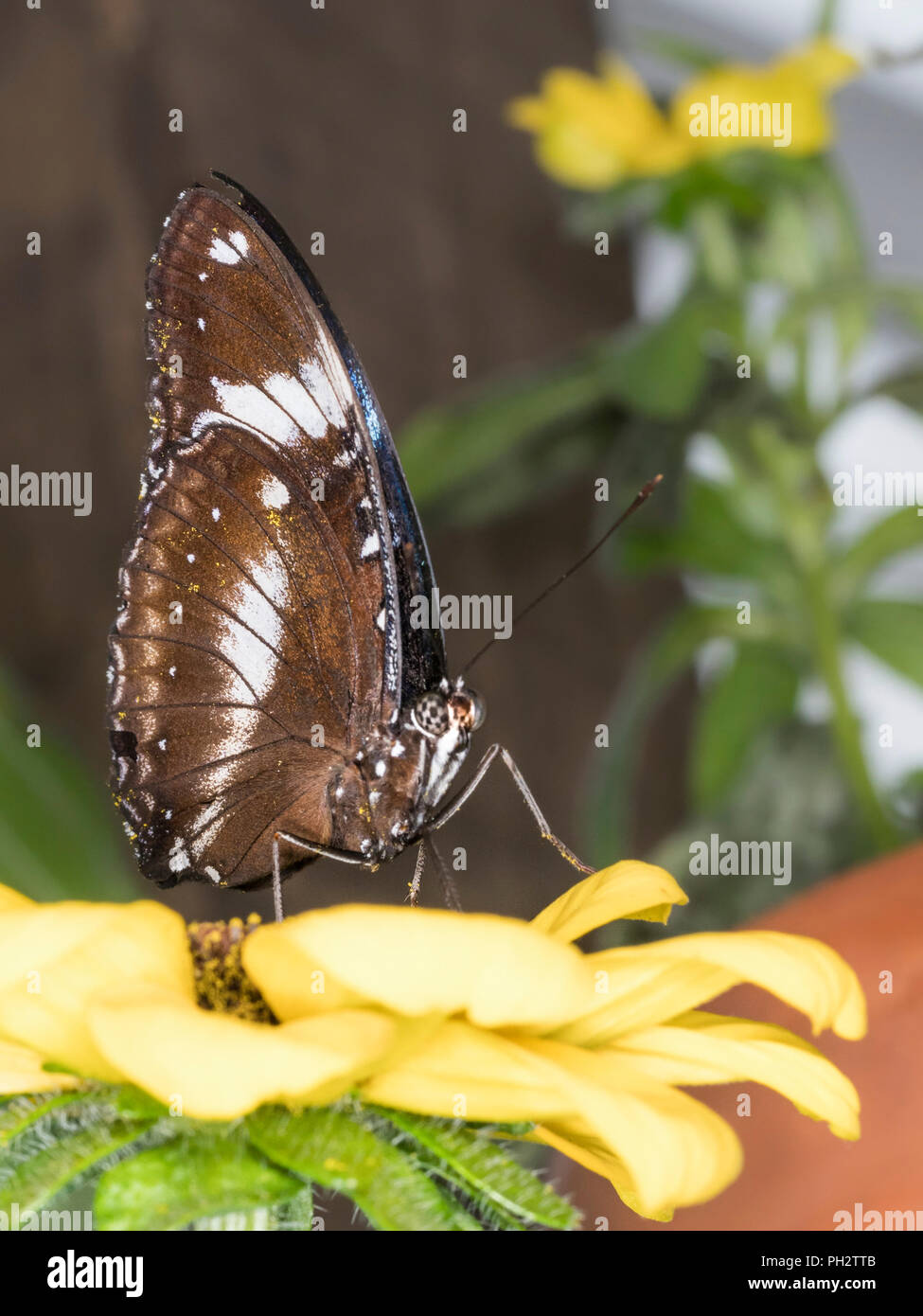 Butterfly landing on flower hi-res stock photography and images - Alamy