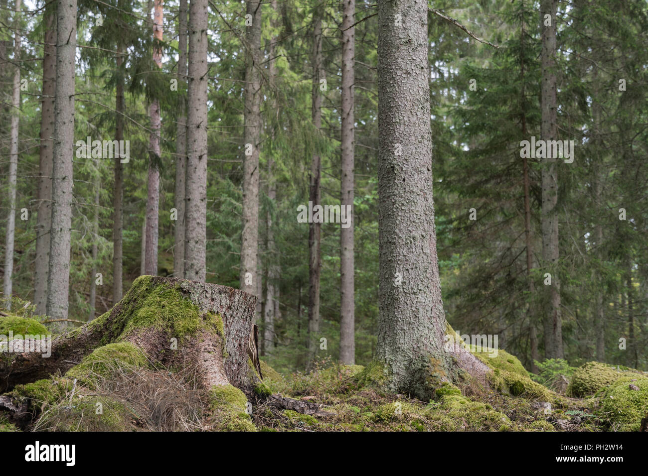 Mossy tree stump in hi-res stock photography and images - Alamy