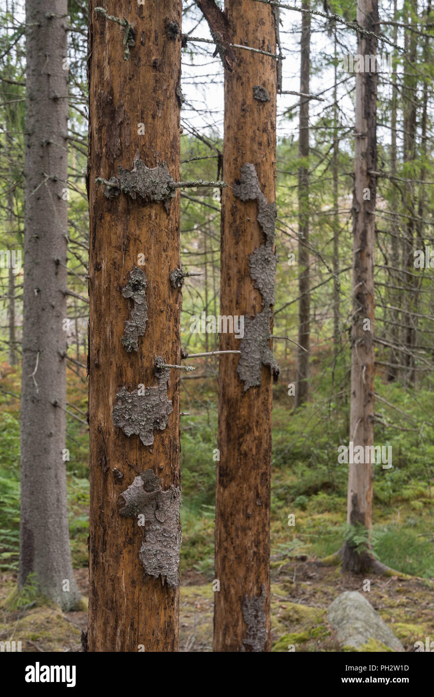 Dead spruce trees damages by Spruce Bark Beetles Stock Photo - Alamy