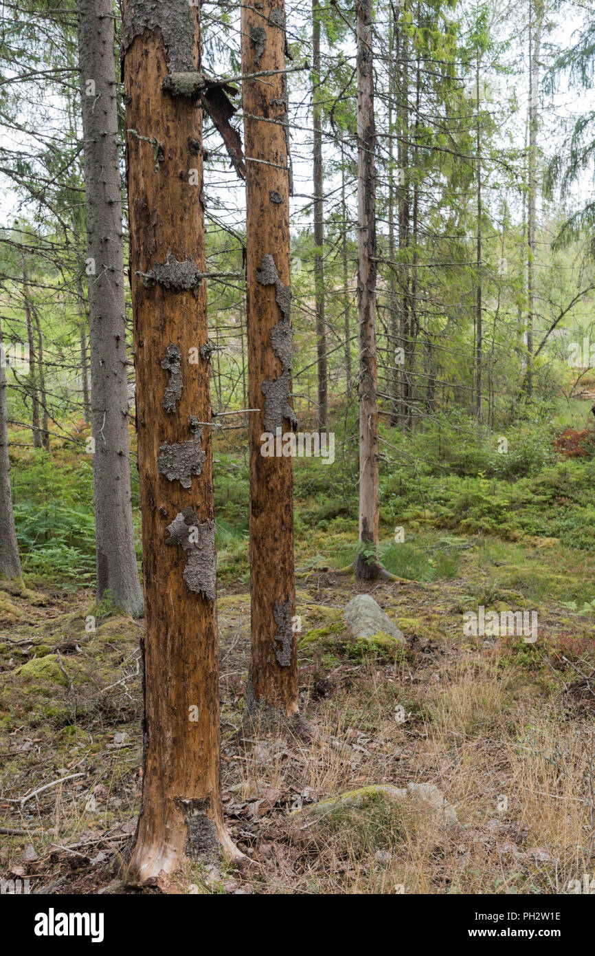 Spruce tree damaged by Spruce bark beetles Stock Photo - Alamy