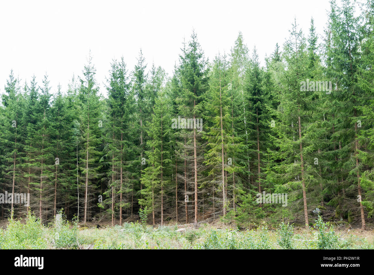 Growing spruce hi-res stock photography and images - Alamy