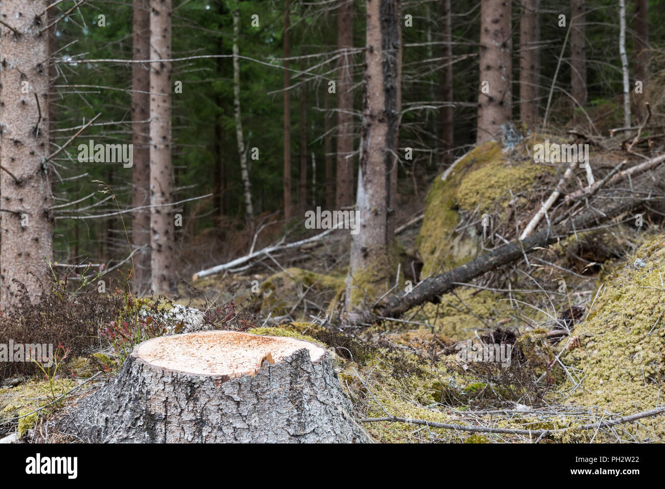Newly cut spruce tree stump in an old coniferous forest Stock Photo - Alamy