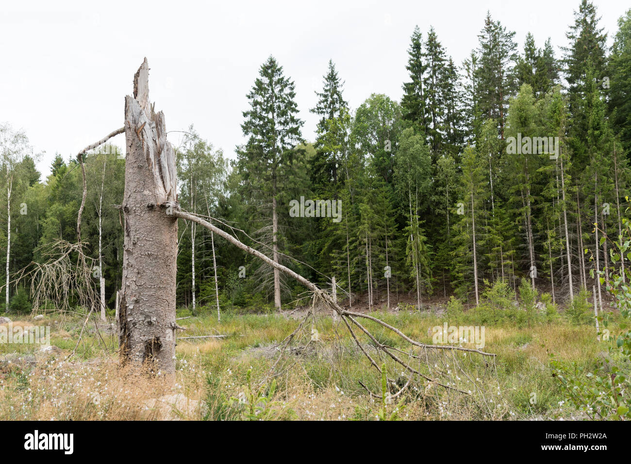 Broken high spruce tree stump by a glade in a coniferous forest Stock ...