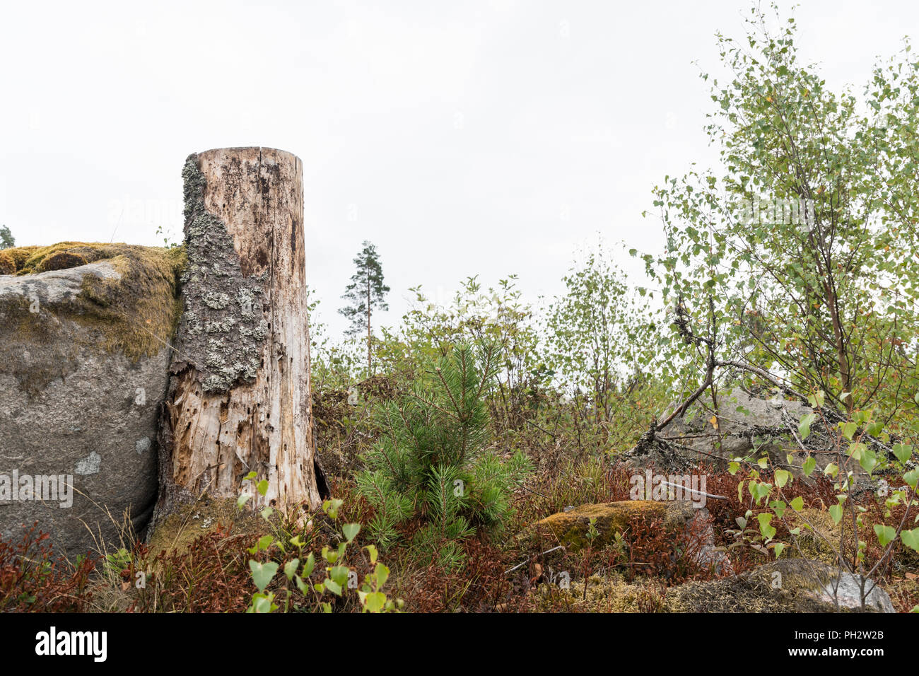 Old spruce tree stump in a clear cut forest area Stock Photo - Alamy