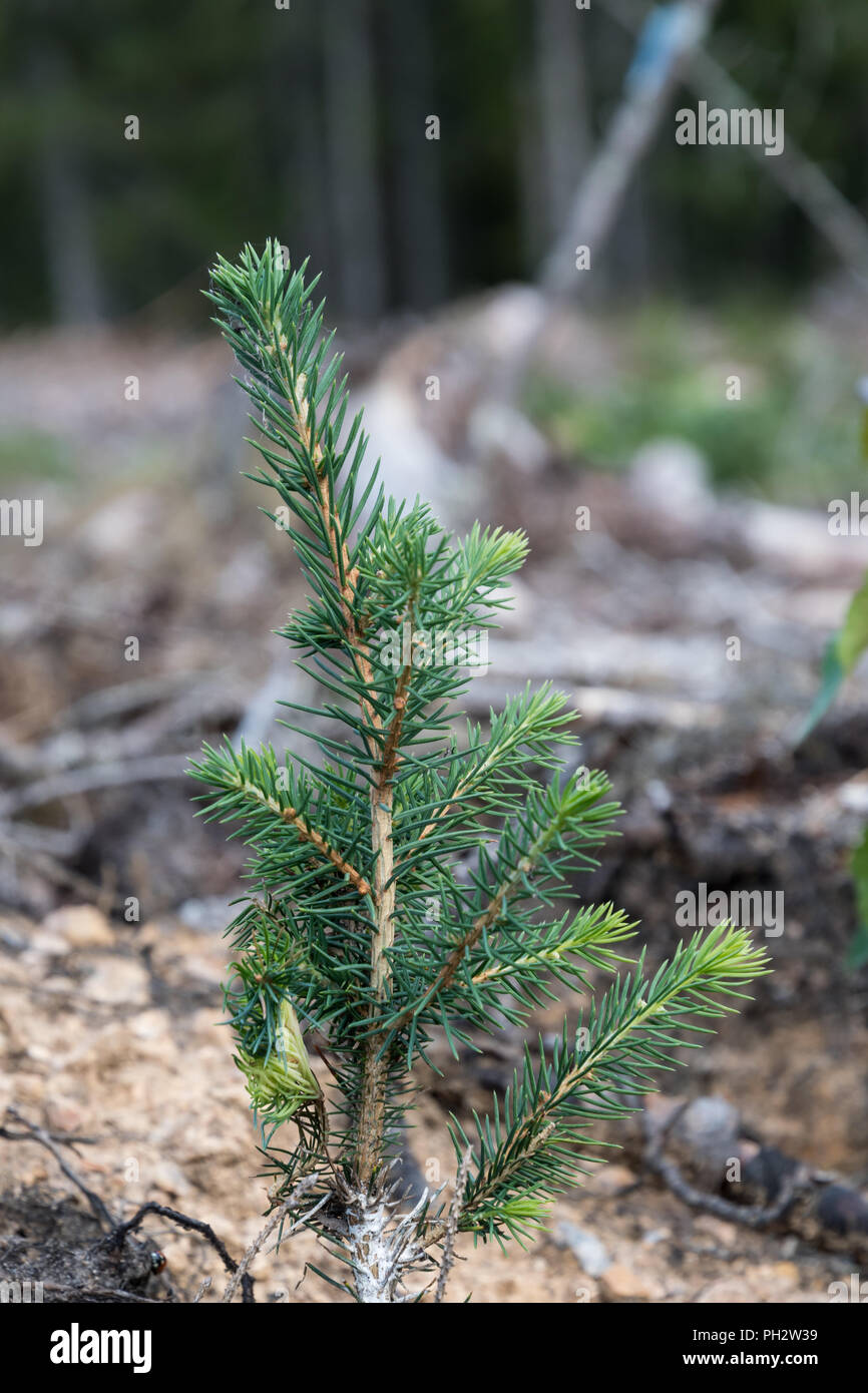 Growing young spruce plant in a forest Stock Photo - Alamy
