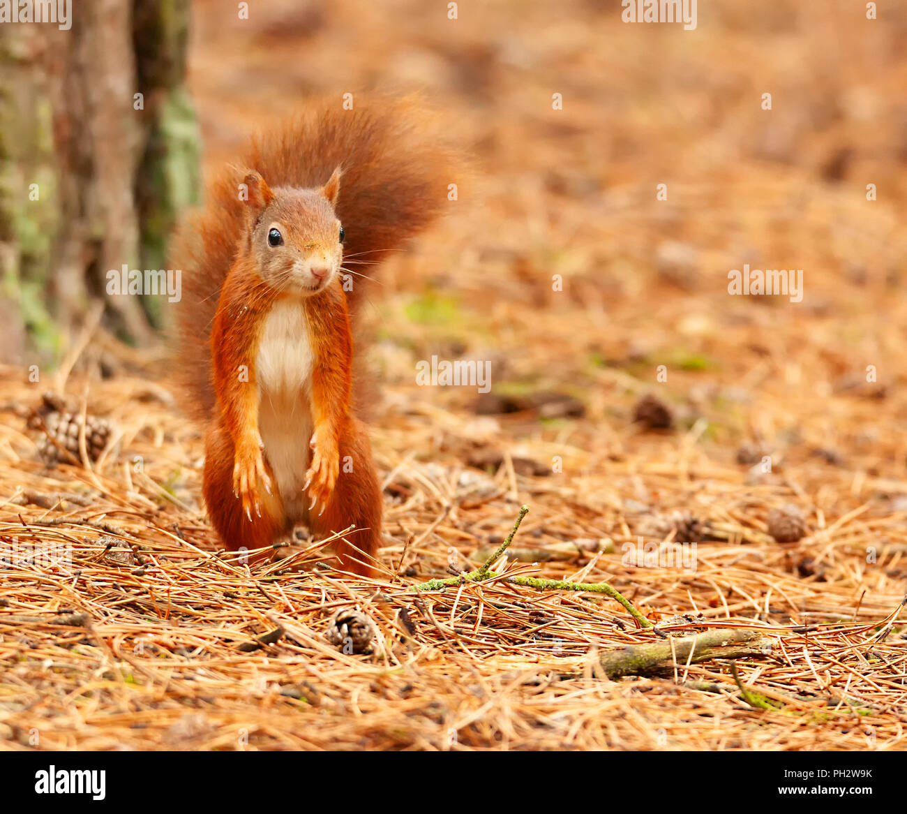 Formby reserve and red squirrels hi-res stock photography and images ...