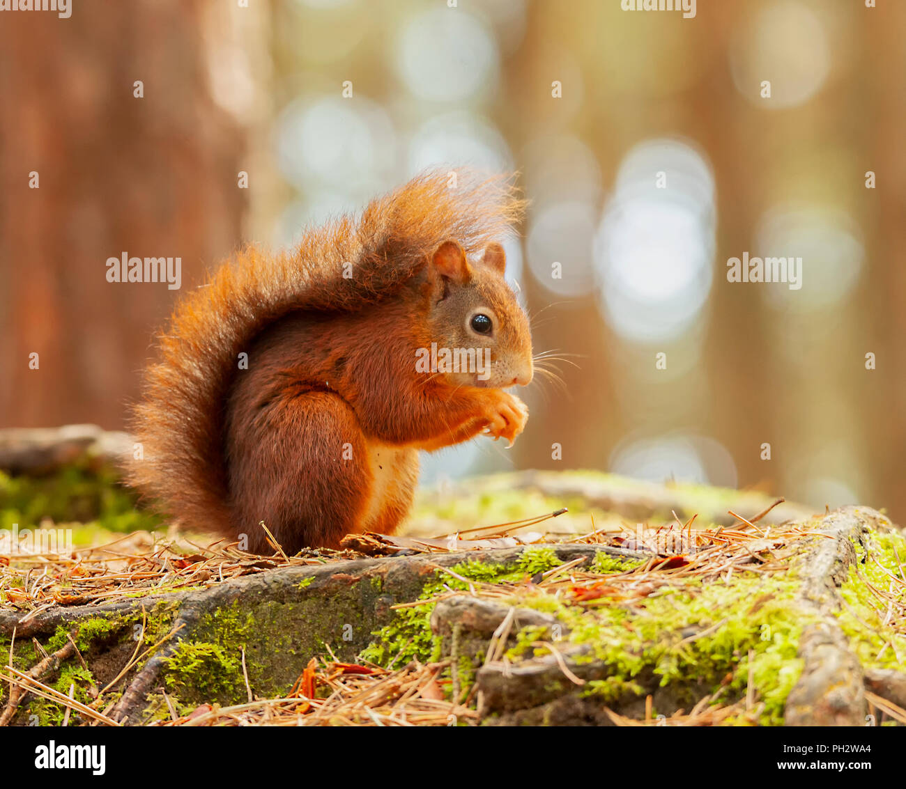 Formby red squirrel reserve. hi-res stock photography and images - Alamy