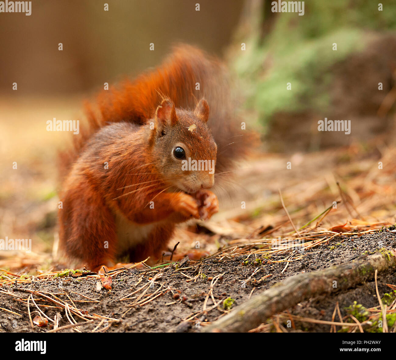 Formby red squirrel reserve. hi-res stock photography and images - Alamy