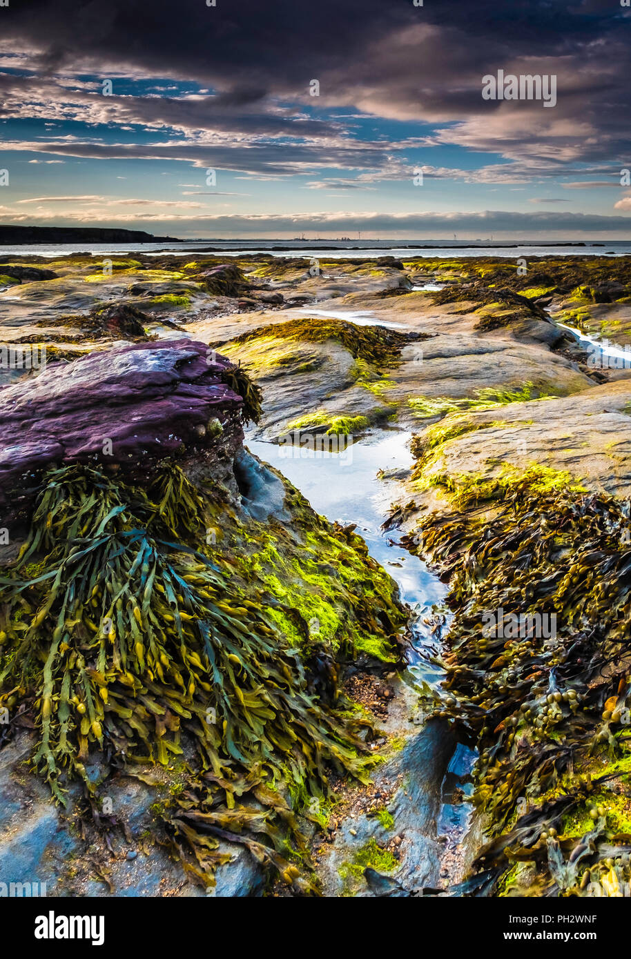 Seaweed shapes hi-res stock photography and images - Alamy