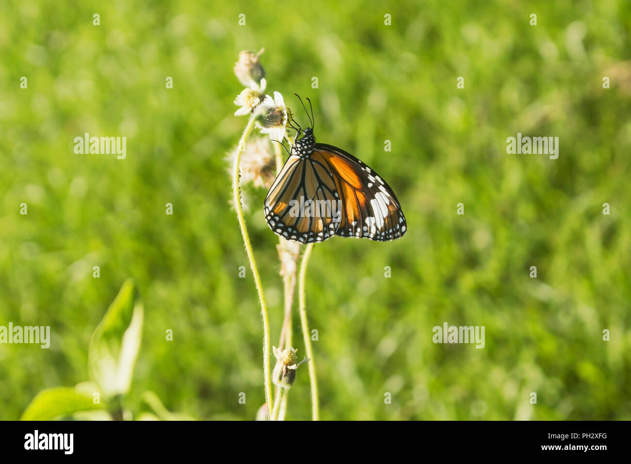 Monarch Butterfly - An orange monarch butterfly holding on to a fading ...