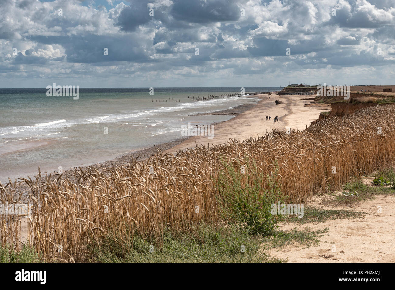 Happisburgh beach viewed from the clifftop, Norfolk, UK Stock Photo - Alamy