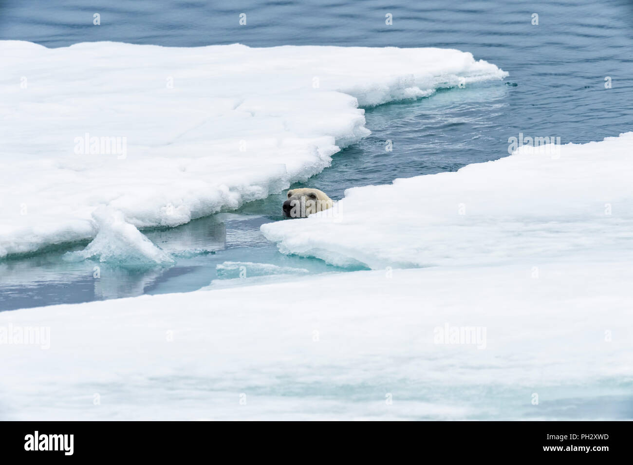 Polar Bear (Ursus maritimus) swimming through pack ice, Svalbard ...