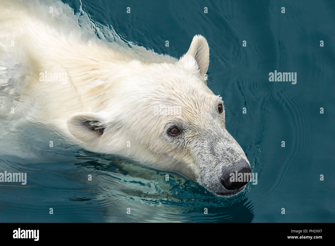 Polar Bear (Ursus maritimus) swimming, Svalbard Archipelago, Norway ...