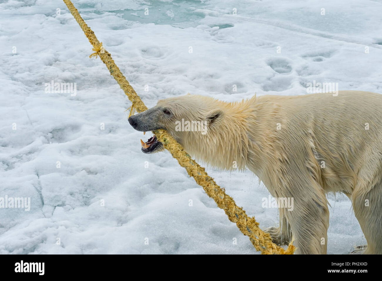 Predators bite hi-res stock photography and images - Alamy