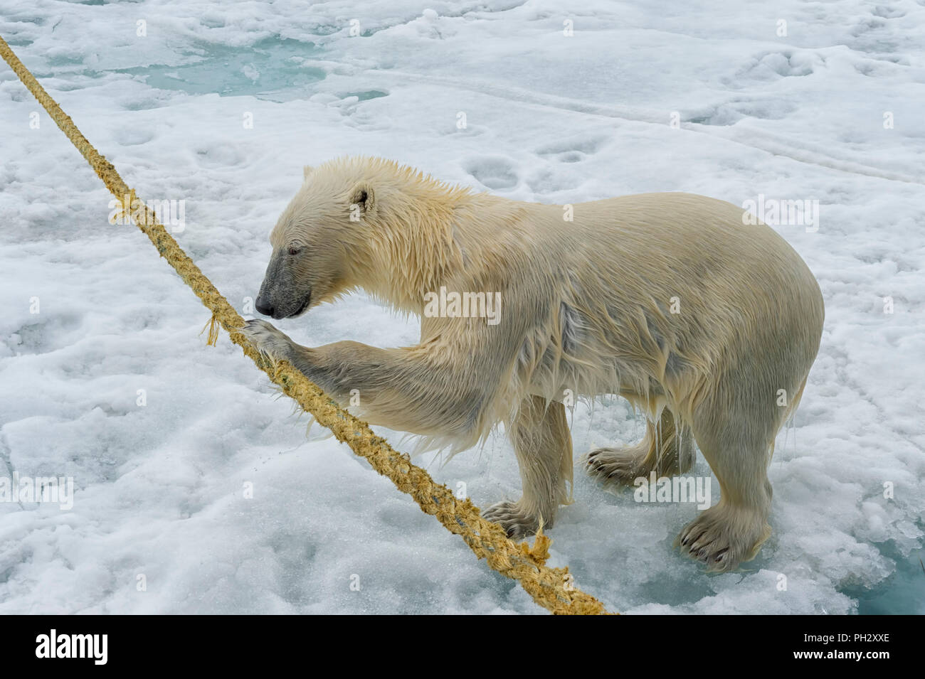 Polar Bear (Ursus maritimus) pulling and biting on the rope of an ...