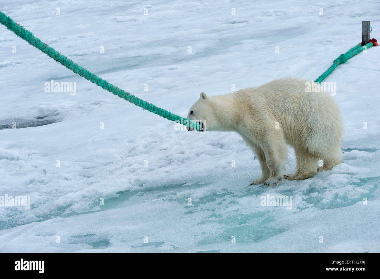 Polar Bear (Ursus maritimus) pulling and biting on the rope of an ...