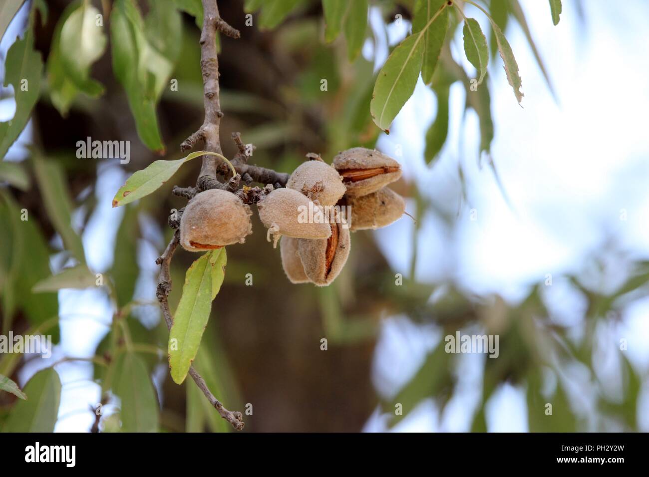 Almonds grow on a tree in the park, Jerusalem israel Stock Photo - Alamy