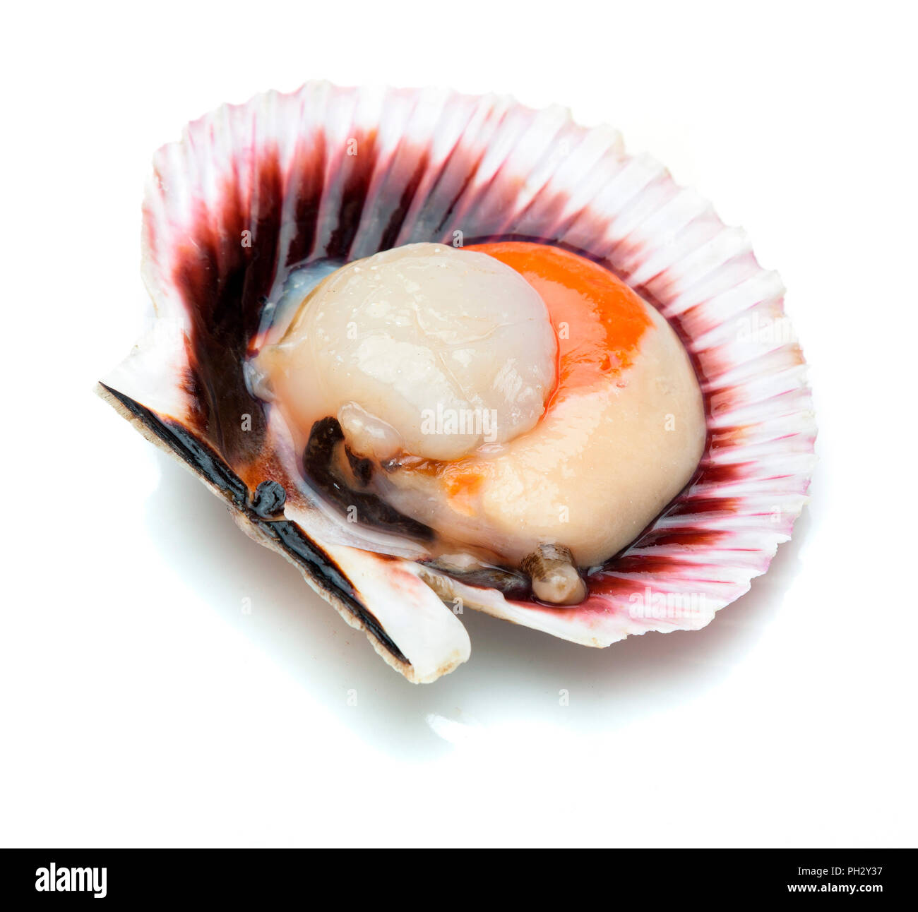 Scallops fresh, raw and clean on white background Stock Photo - Alamy
