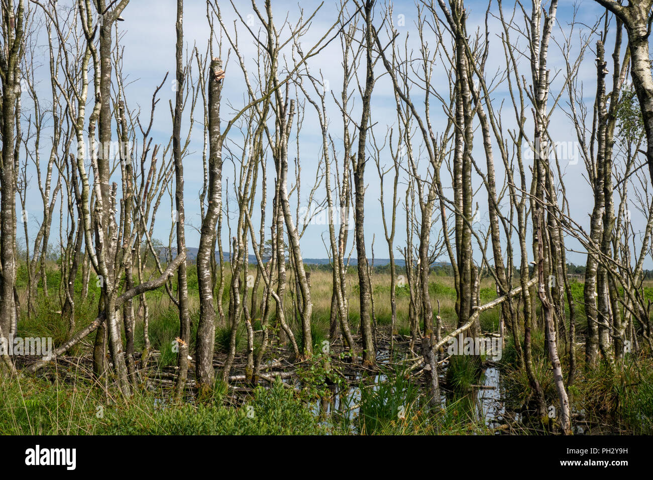 Trees growing in UK wetland Stock Photo - Alamy