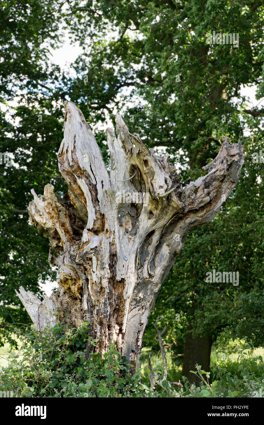 Decaying tree trunk hi-res stock photography and images - Alamy