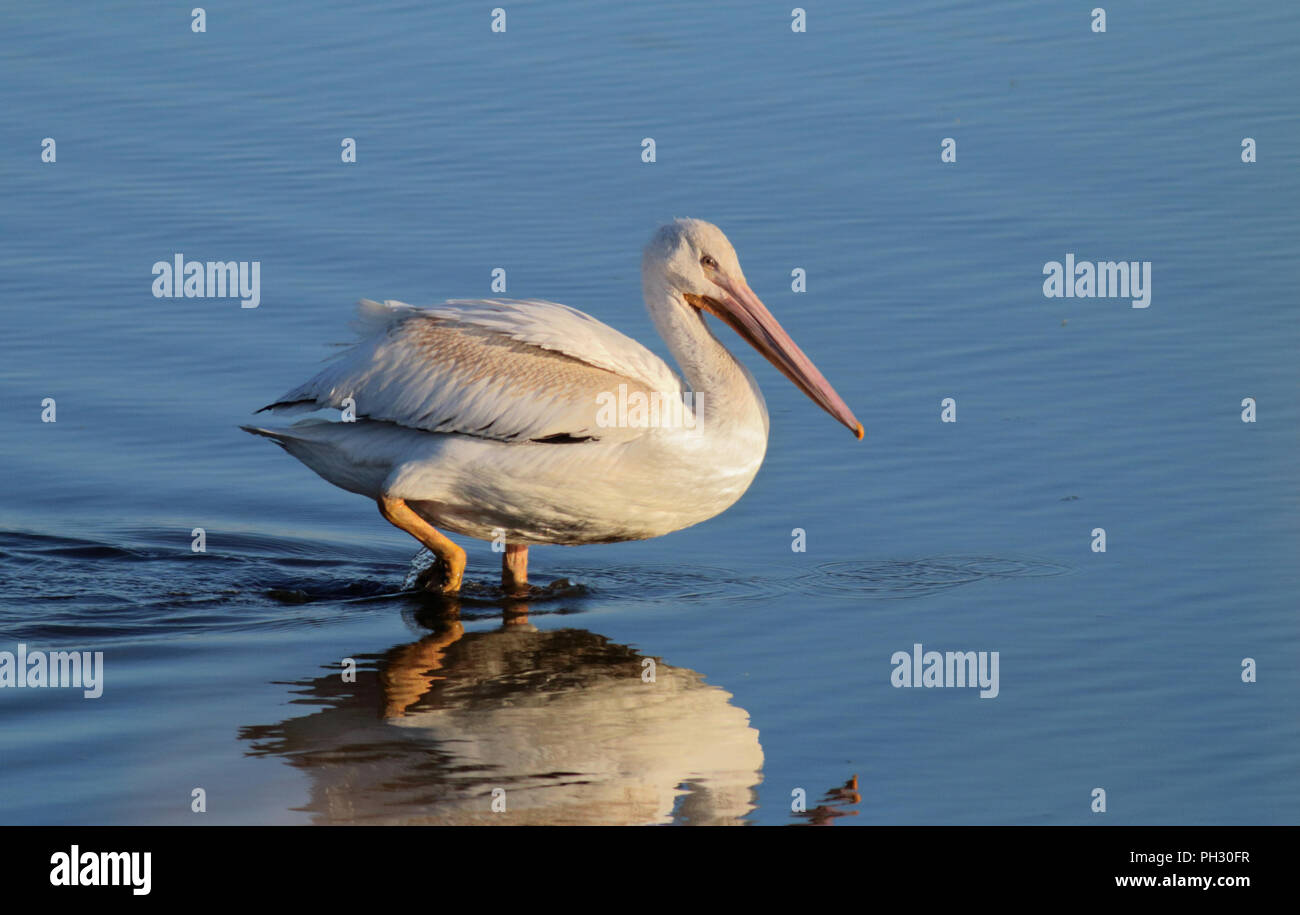 American white pelican migration hi-res stock photography and images ...