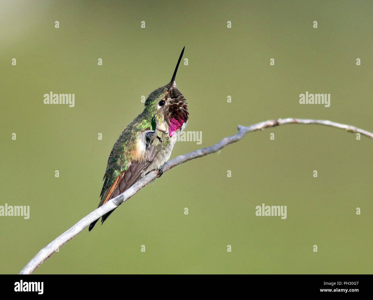Broad-tailed Hummingbird June 11th, 2018 Winter Park, Colorado Stock ...