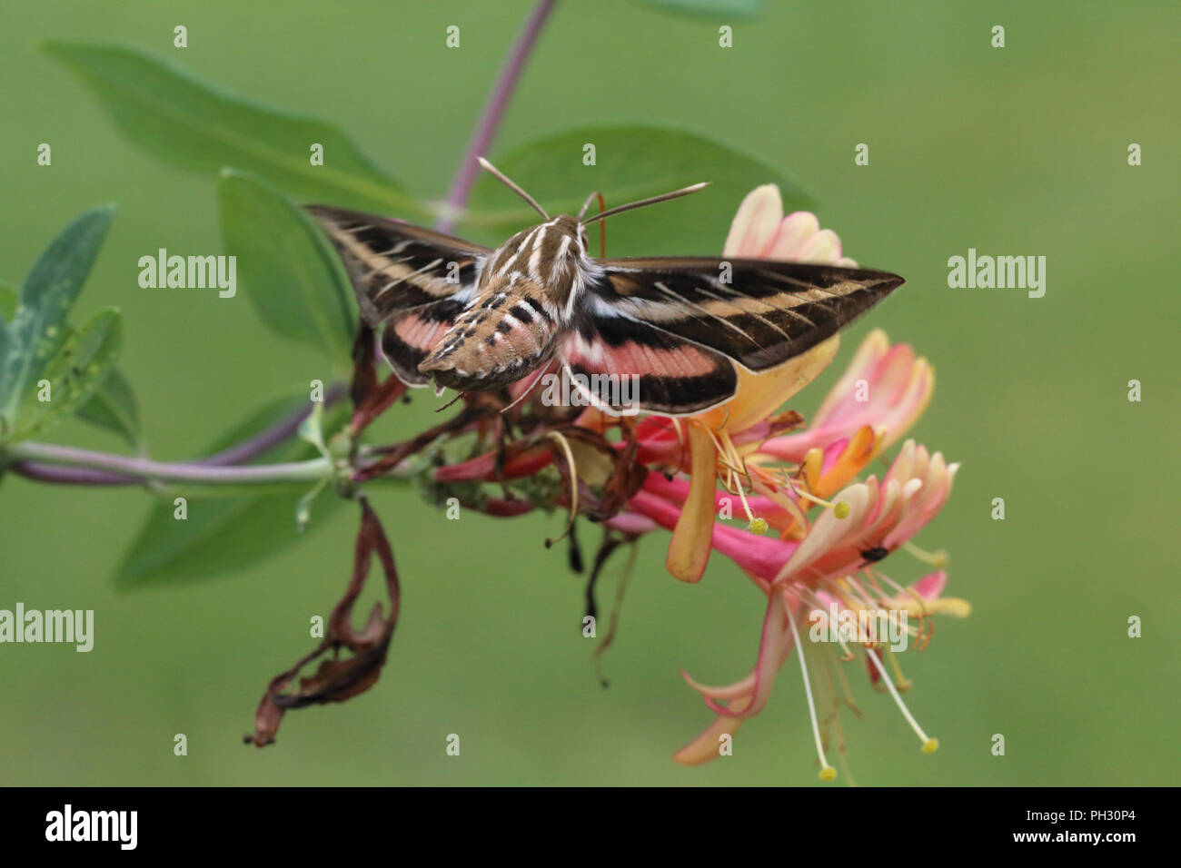 Sphinx moth hi-res stock photography and images - Alamy