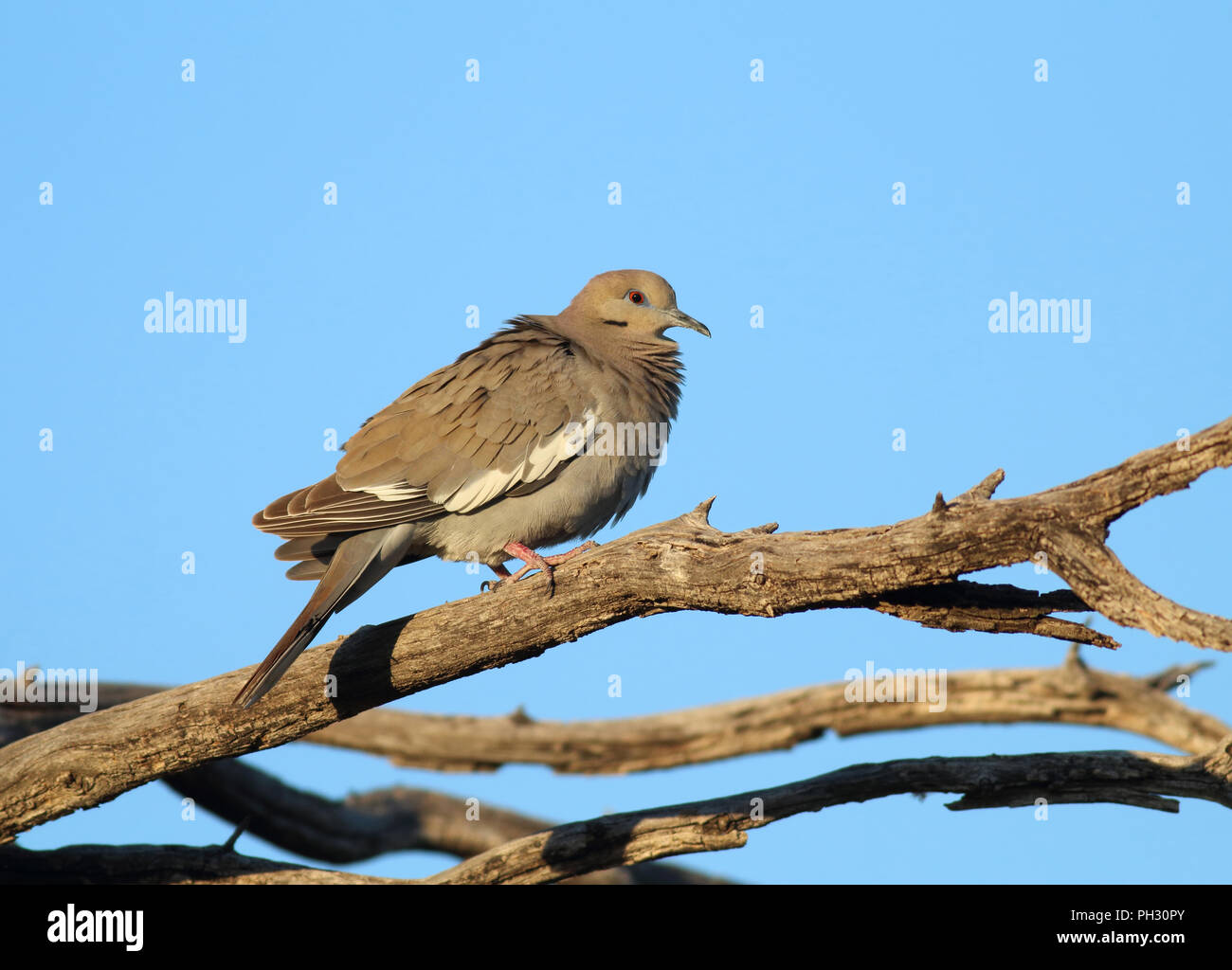 White dove blue sky not pigeon hi-res stock photography and images - Alamy