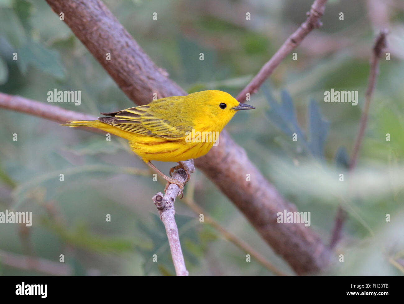 Yellow Warbler Setophaga Petechia High Resolution Stock Photography and ...