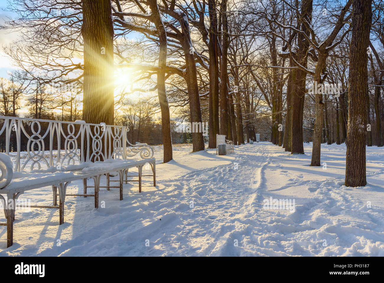 Alley in Catherine park at Tsarskoe Selo in winter. Pushkin town. Saint ...
