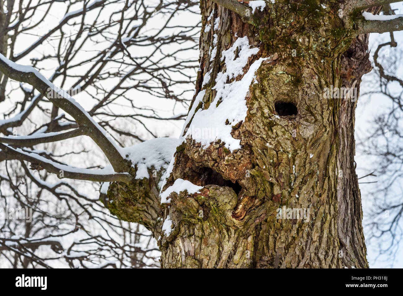Natural tree with human face hi-res stock photography and images - Alamy