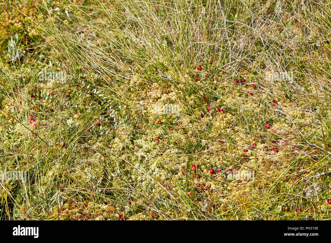 Wet cranberry harvest hi-res stock photography and images - Alamy