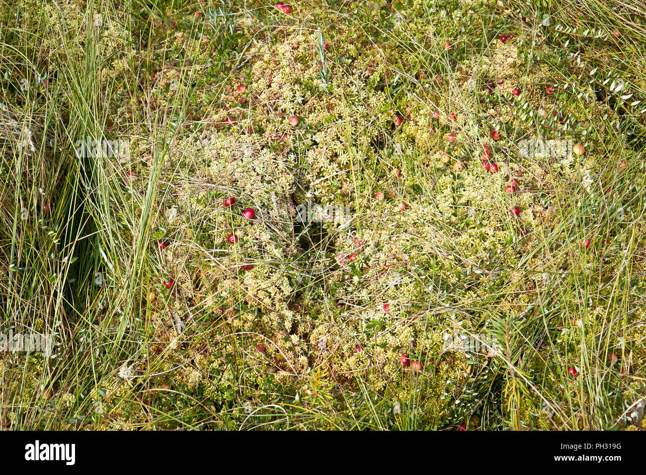 Cranberries in nature hi-res stock photography and images - Alamy