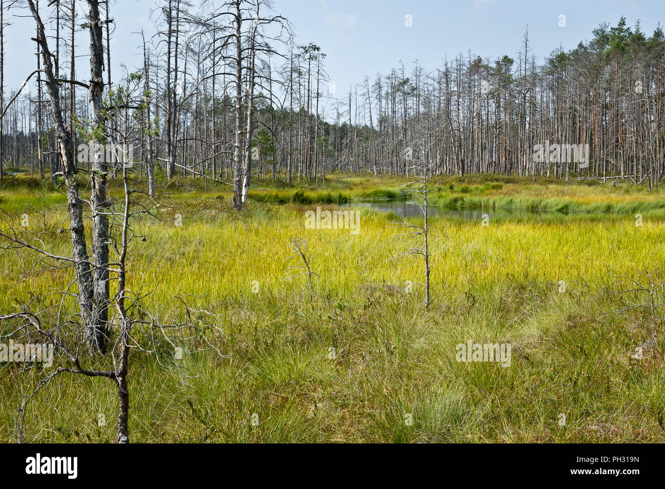 Untouched nature in Cenas moor, Latvia Stock Photo - Alamy