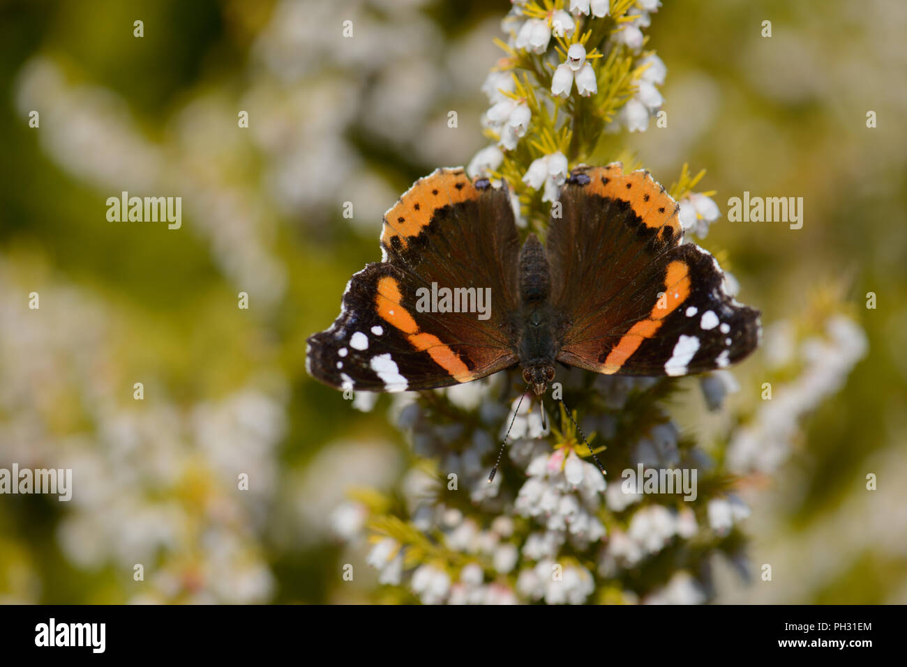 Eric george hi-res stock photography and images - Alamy