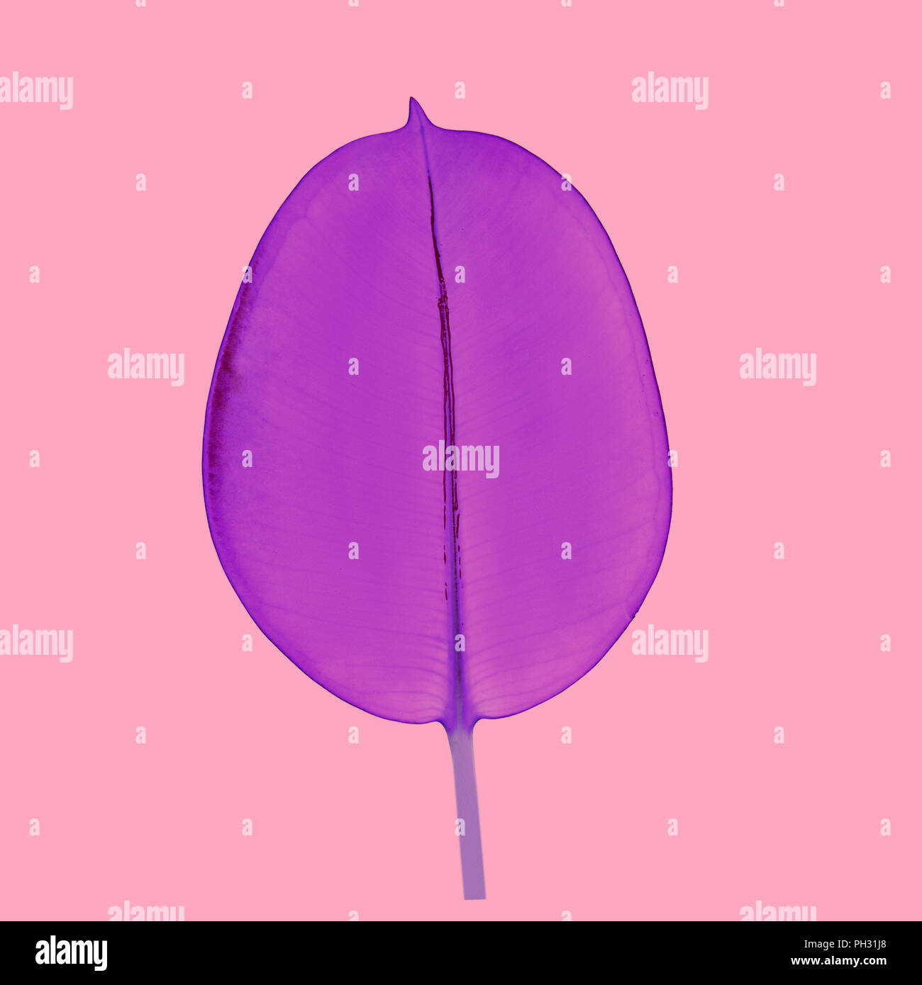 Minimal background with bright purple leaf Stock Photo - Alamy