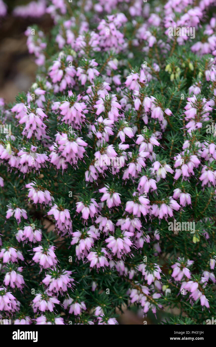 Erica Archie Graham Stock Photo - Alamy