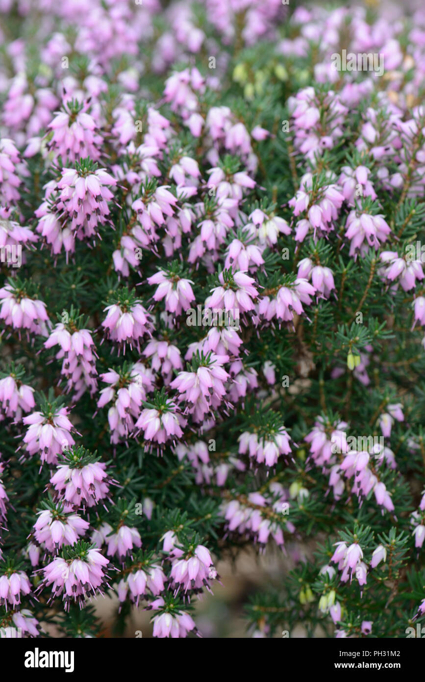 Erica Archie Graham Stock Photo - Alamy