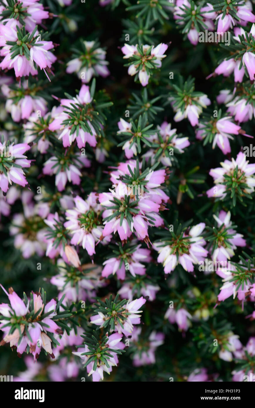 Graham heath hi-res stock photography and images - Alamy