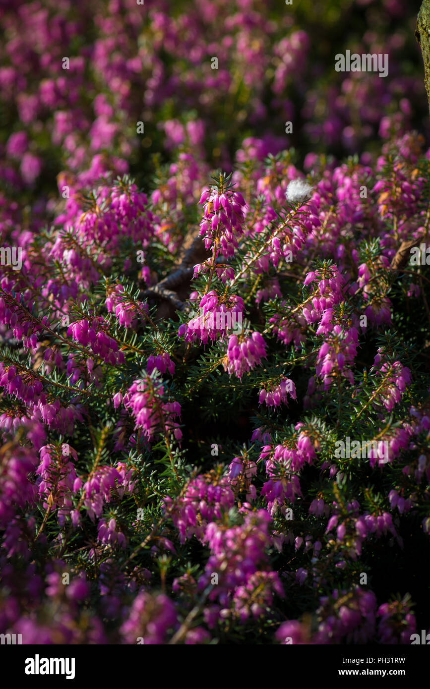 Erica carnea December Red Stock Photo - Alamy