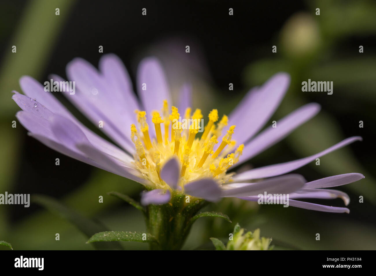 Yellow star shaped flower hi-res stock photography and images - Alamy