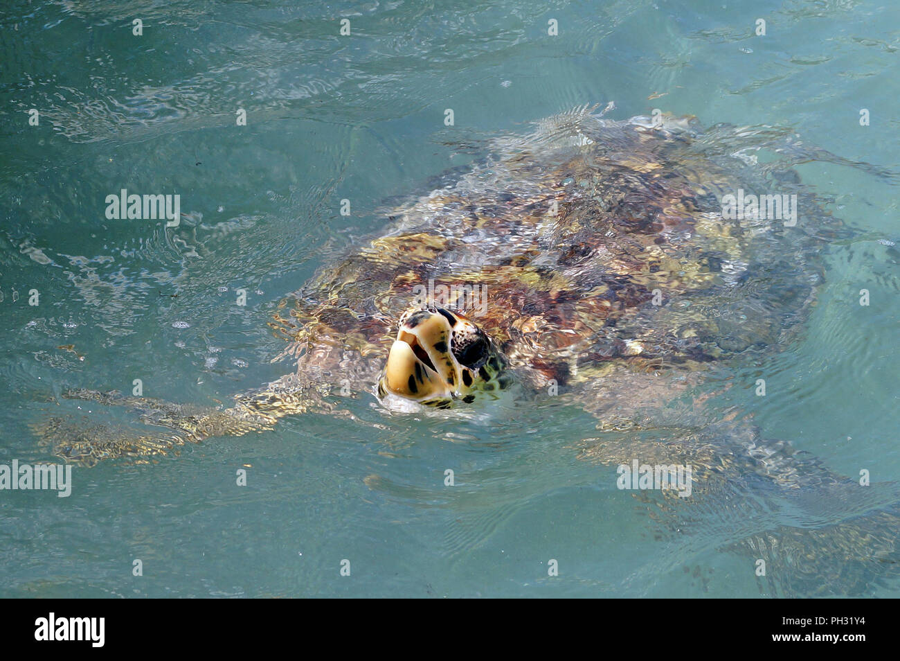 Tortugas island hi-res stock photography and images - Alamy